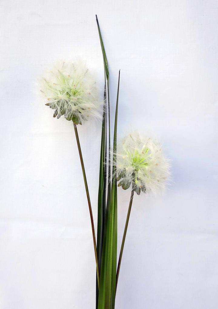 Pampeliška rozkvetlá 107cm , 2 květy