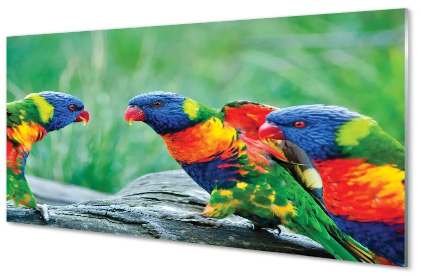 akrylový obraz Barevný papoušek stromu 100x50 cm