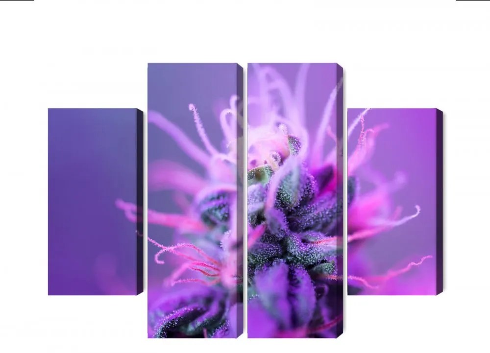 Vícedílný obraz Makro Rostlina Na Růžovo-Fialovém Pozadí Nedostatek Nedostatek Přírodní plátno 200x150