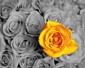 Žlutá růže 4 - 40 x 50 cm