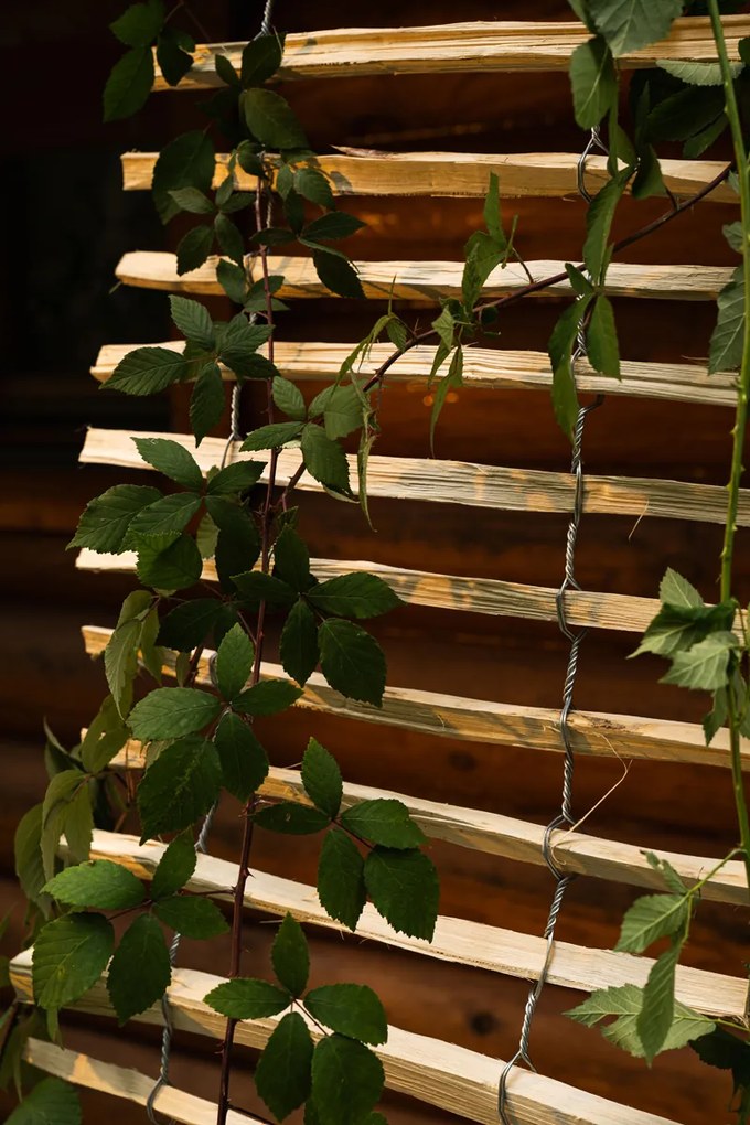 Vingo Závěsná opora pro popínavé rostliny - žebřík, 50 x 200 cm
