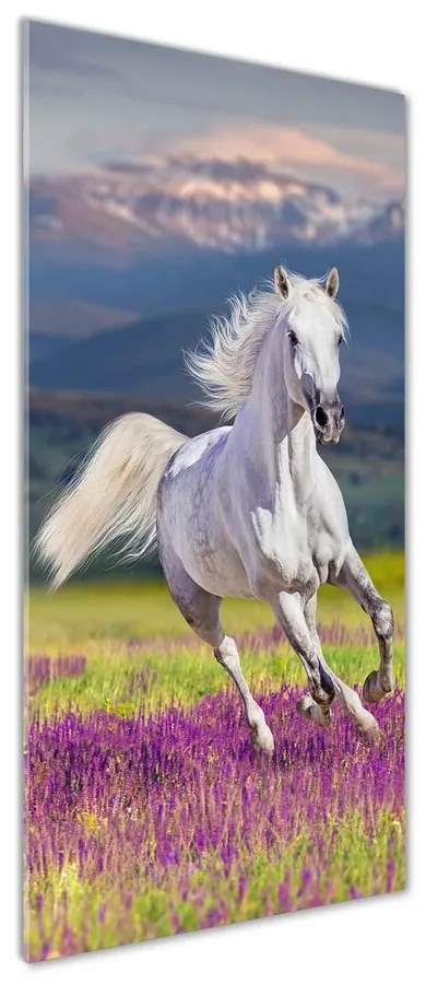Wallmuralia Fotoobraz na skle Bílý kůň cval 50x125 cm