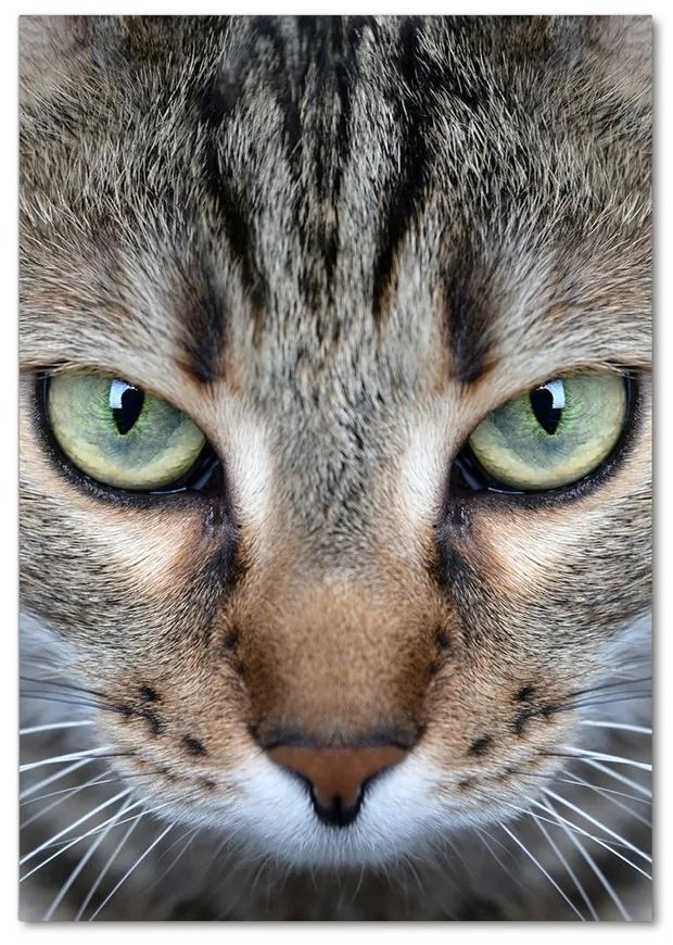 Wallmuralia Foto obraz akrylový na stěnu Oči kočky 70x100 cm