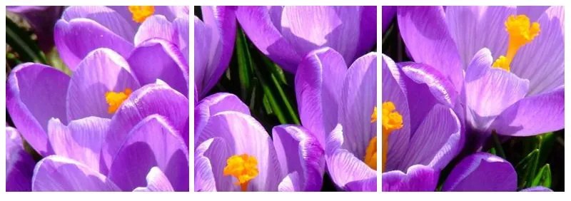 Obraz fialových tulipánů (90x30 cm), 40 dalších rozměrů