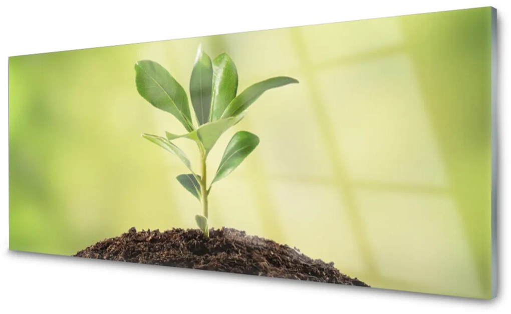 Obraz na skle Půda Rostlina Růst
