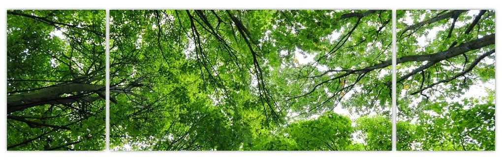 Obraz - Pohled do korun stromů (170x50 cm)