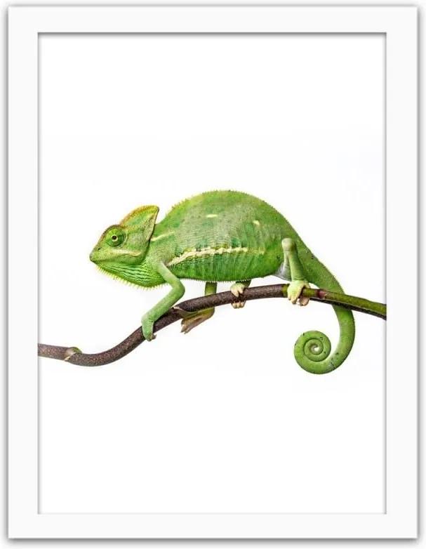 CARO Obraz v rámu - Yemen Chameleon 70x100 cm