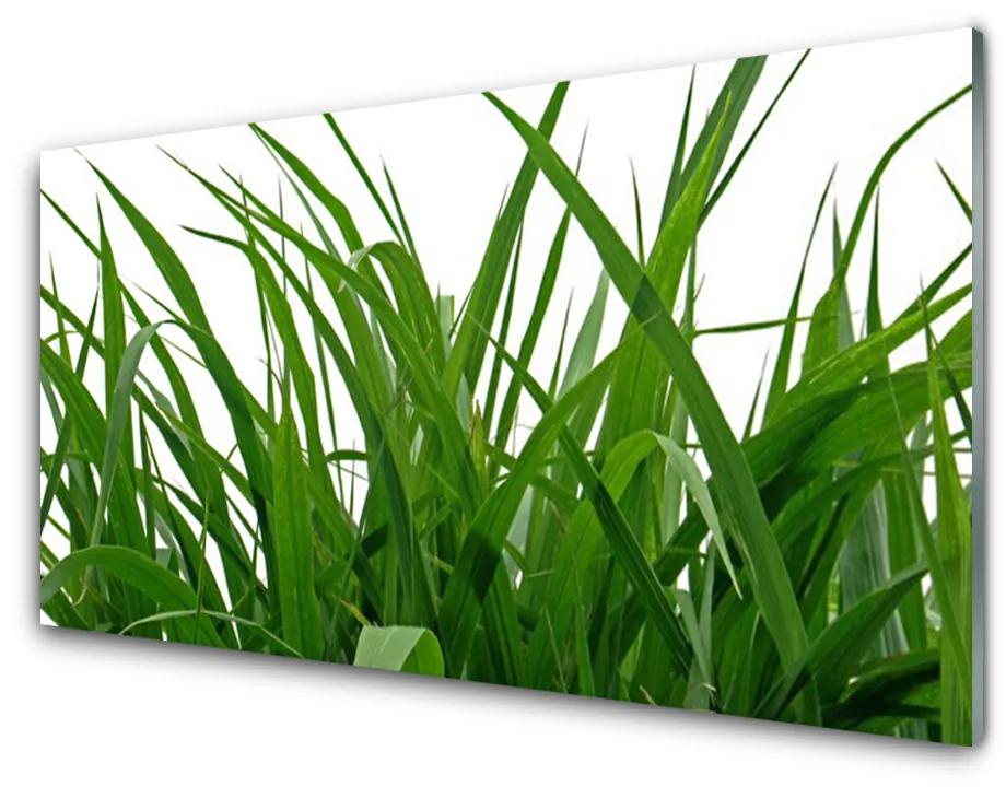 Plexisklo-obraz Tráva Rostlina Příroda 100x50 cm