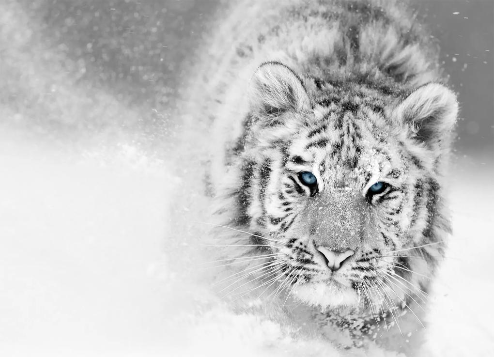 Malvis ® Tapeta Sibiřský tygr Vel. (šířka x výška): 360 x 260 cm