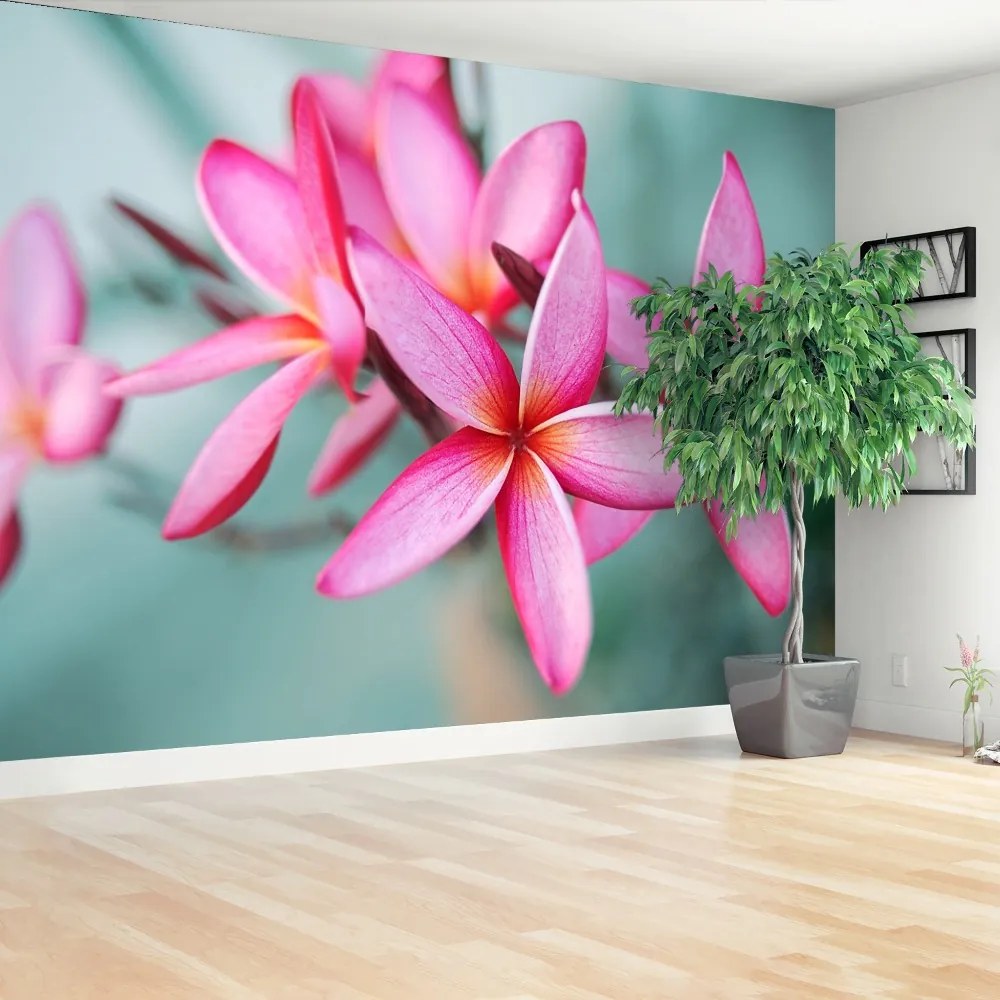 Fototapeta Pink Plumeria 104x70