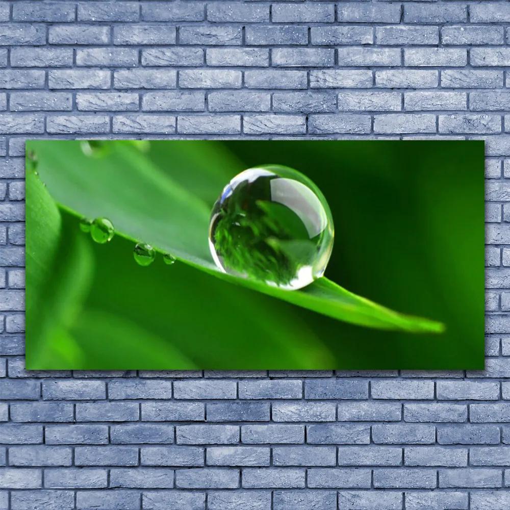 akrylový obraz List Voda Kapka Rostlina 120x60 cm