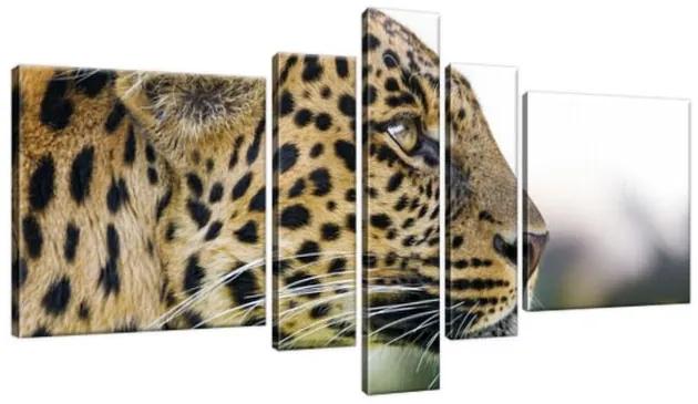 Tištěný obraz Leopard - Tambako The Jaguar 160x80cm 835A_5J