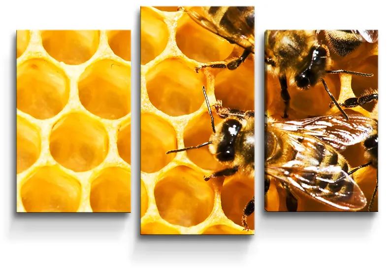 Sablio Obraz - 3-dílný Včely - 75x50 cm