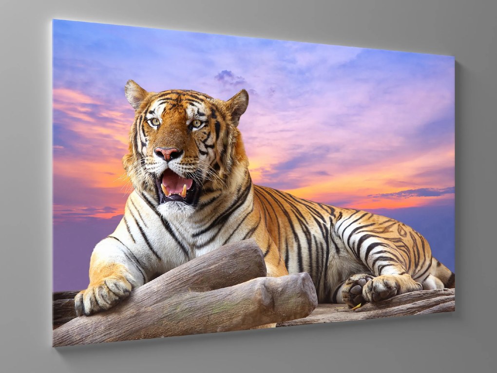 Liox Obraz tygr při západu slunce Rozměr: 100 x 65 cm
