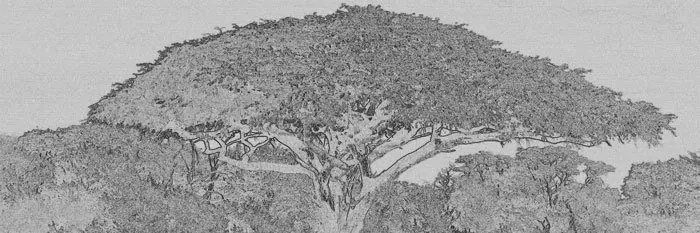 Vliesová fototapeta Dimex Acacia Tree M-306 | 330x110cm