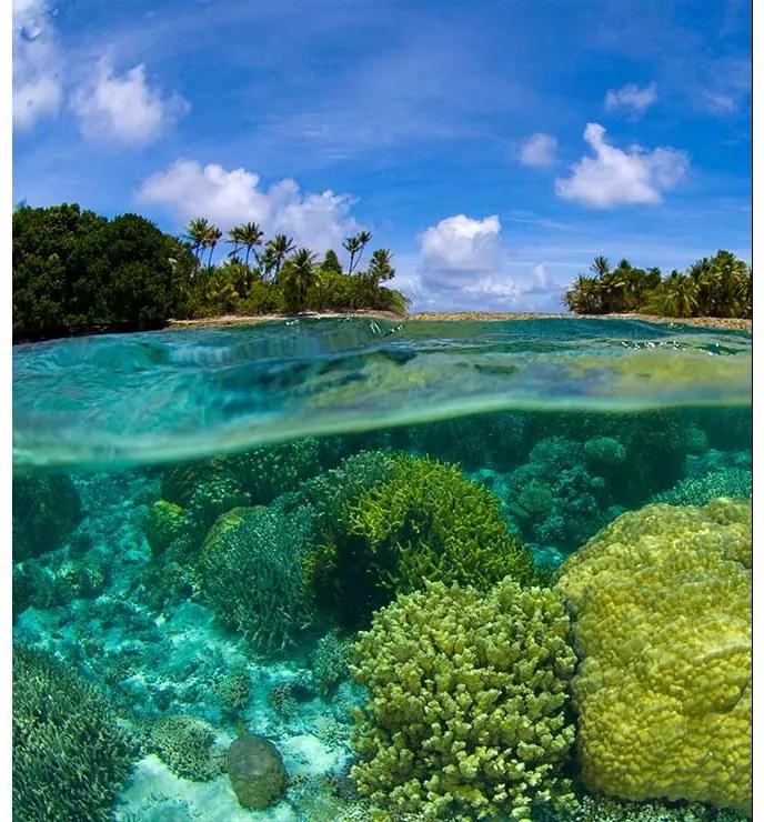 Vliesová fototapeta Korálový útes 225 x 250 cm + lepidlo zdarma / MS-3-0200 vliesové fototapety na zeď DIMEX