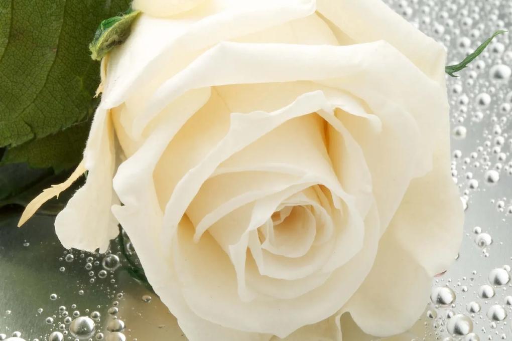 DIMEX | Samolepicí vliesová fototapeta na zeď Detail bílé růže MA-5-1405 | 375 x 250 cm | zelená, bílá