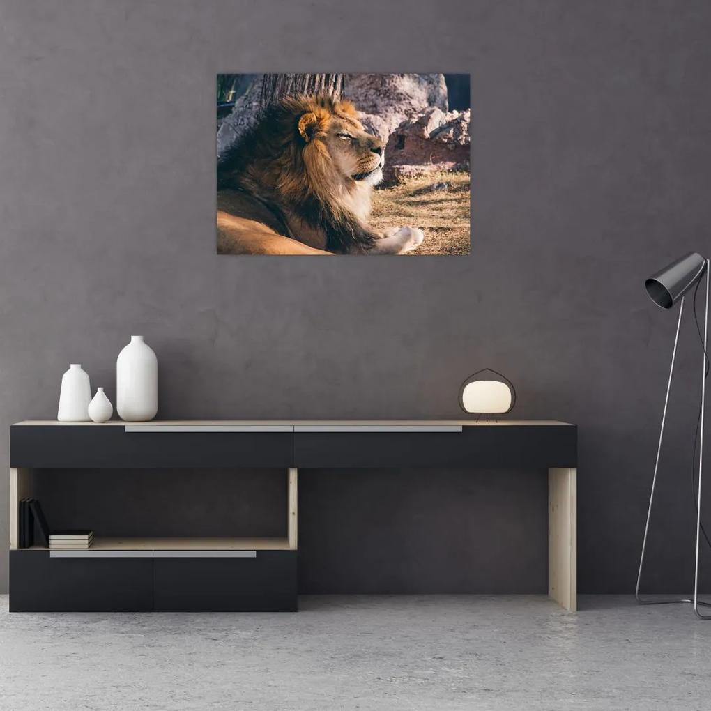 Skleněný obraz ležícího lva (70x50 cm)