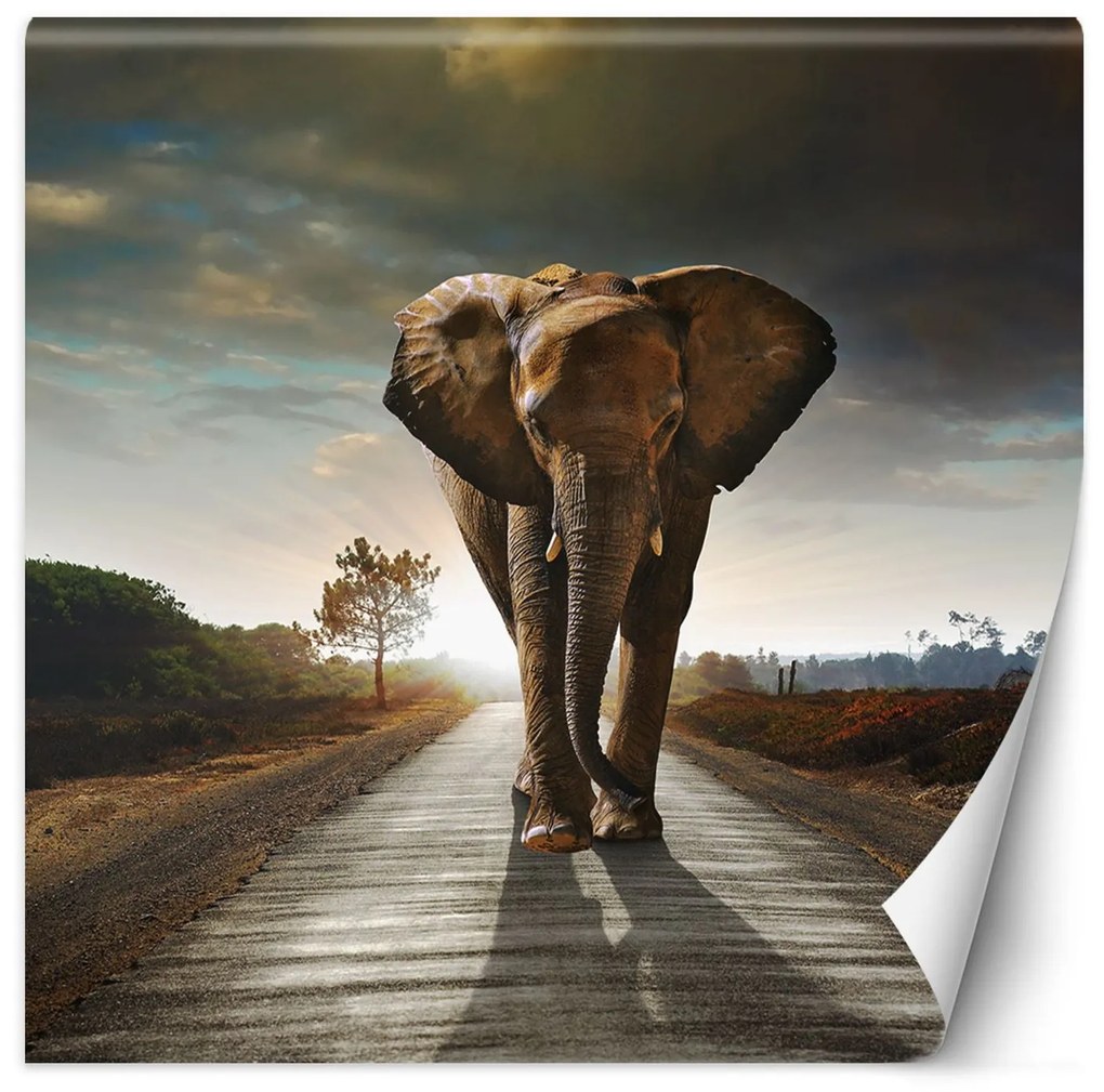 Gario Fototapeta Slon pochodující po silnici Materiál: Vliesová, Rozměry: 100 x 100 cm