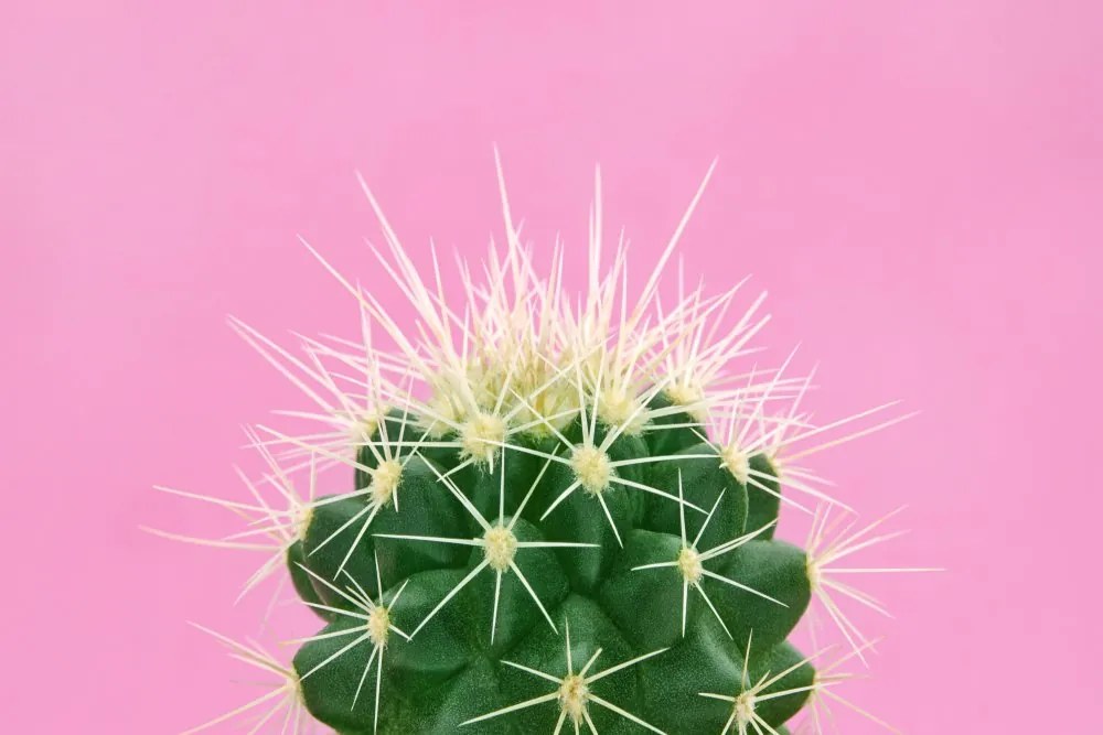Vícedílný obraz Kaktus Na Růžovém Pozadí Nedostatek Nedostatek Plátno Canvas 60x40