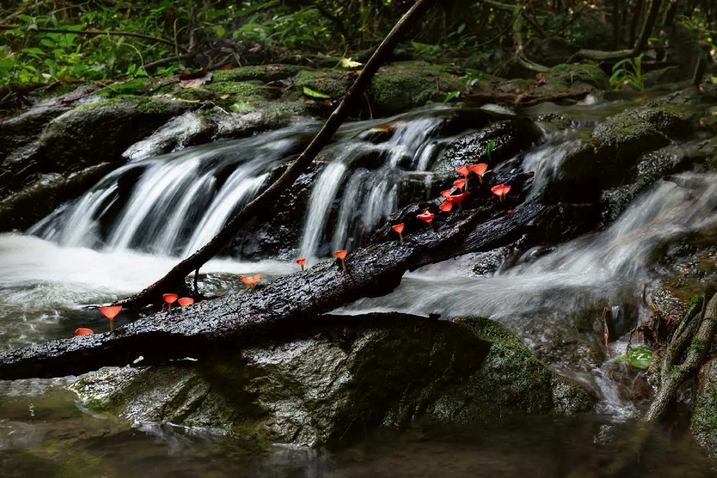 DIMEX | Samolepicí vliesová fototapeta na zeď Lesní vodopád MA-5-3179 | 375 x 250 cm | zelená, červená, bílá