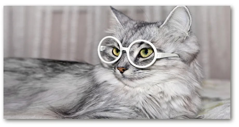 Wallmuralia Fotoobraz na skle Kočka v brýlích 100x50 cm