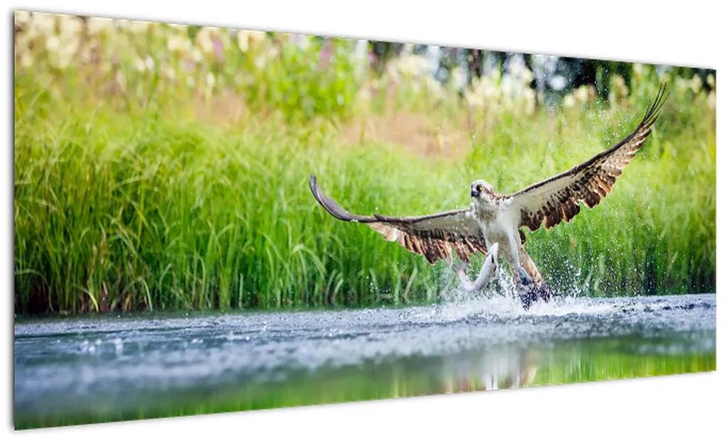 Fotka lovícího orla - obraz (100x40cm)