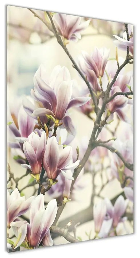 Wallmuralia Vertikální Foto-obrah sklo tvrzené Magnolie 50x100