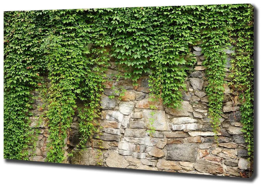 Wallmuralia Foto obraz na plátně Zelený břečťan 100x70 cm