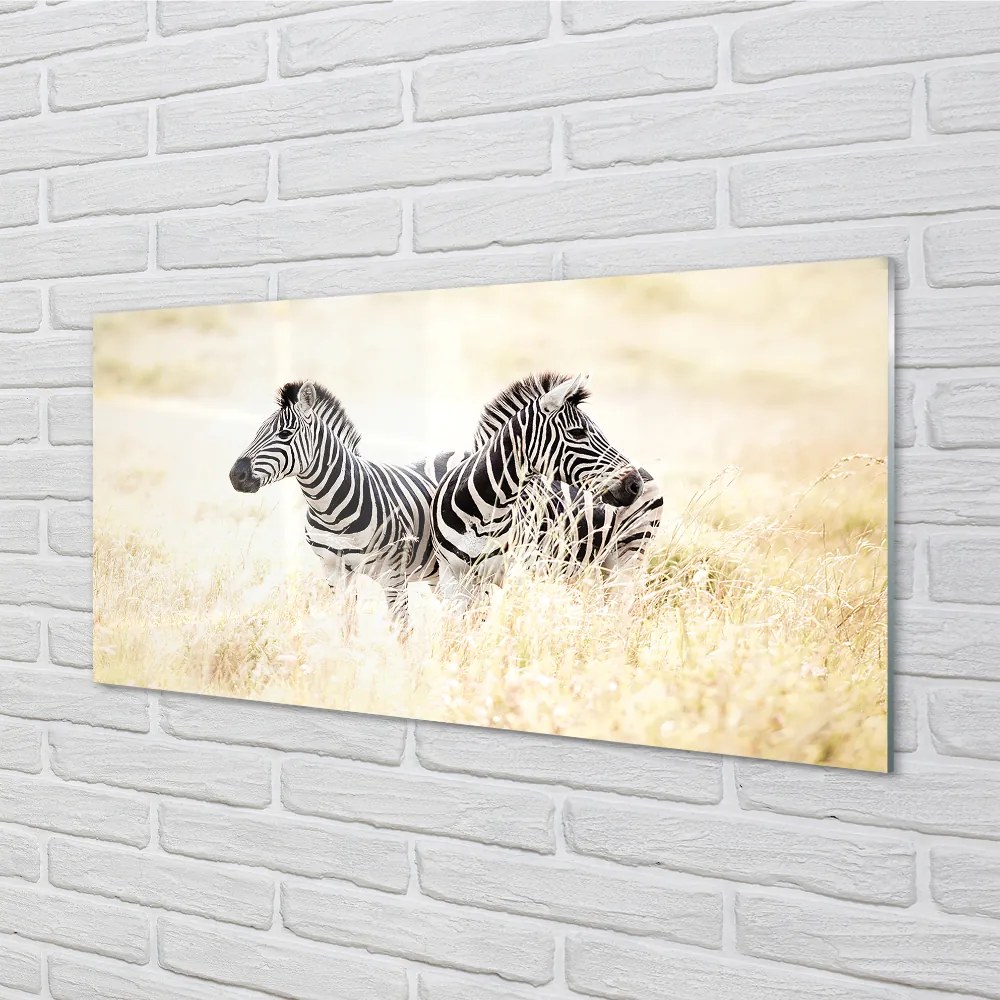 akrylový obraz zebra box 100x50 cm