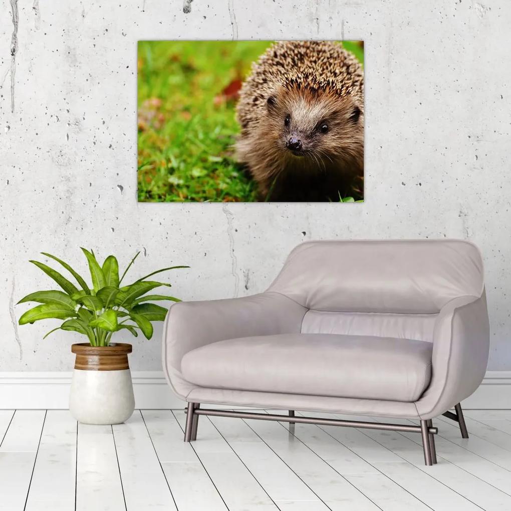 Skleněný obraz ježka (70x50 cm)