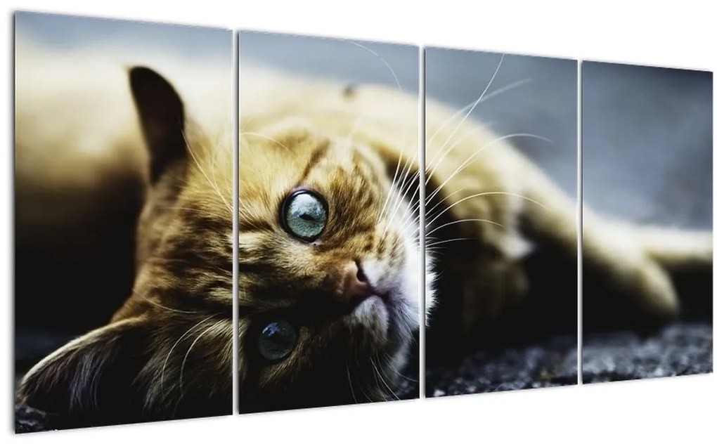 Obraz kočky (160x80 cm), 40 dalších rozměrů