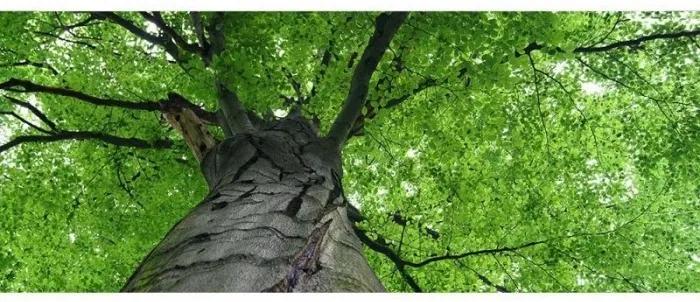 DIMEX | Panoramatická vliesová fototapeta na zeď Koruna stromu MP-2-0101  | 375 x 150 cm | šedá, zelená