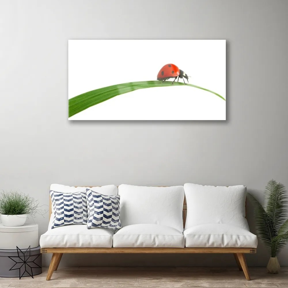 akrylový obraz Beruška Příroda 100x50 cm