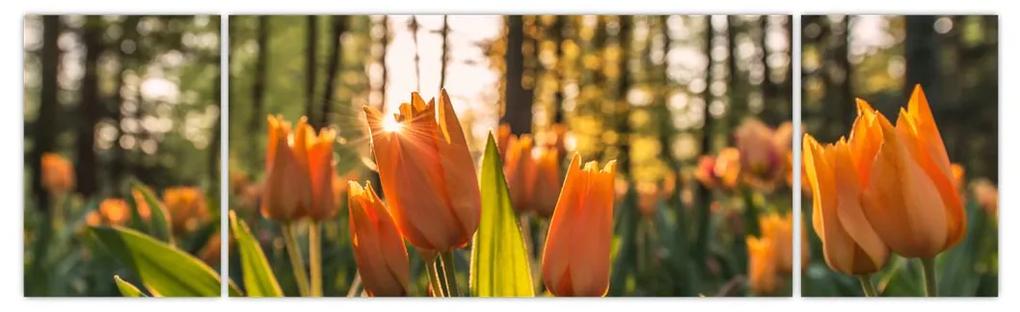 Obraz - oranžové tulipány (170x50 cm)