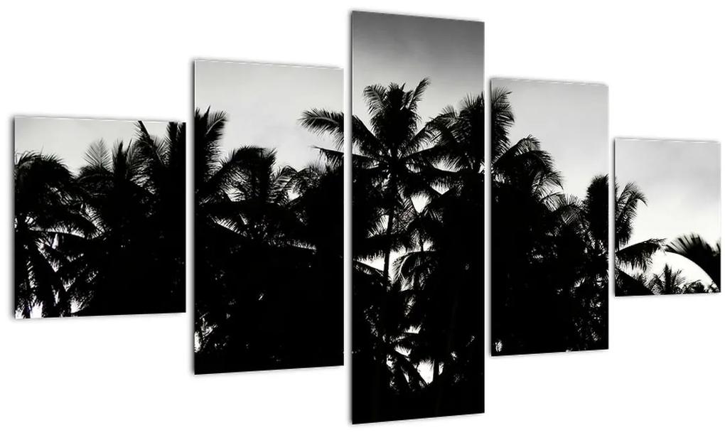 Obraz černobílý - palmy (125x70 cm)
