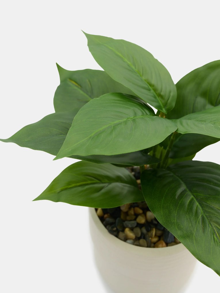 Sinsay - Decorative plant in a pot - zelená