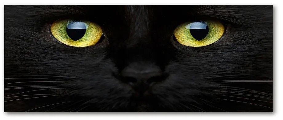 Wallmuralia Foto obraz akrylové sklo Kočičí oči 125x50 cm