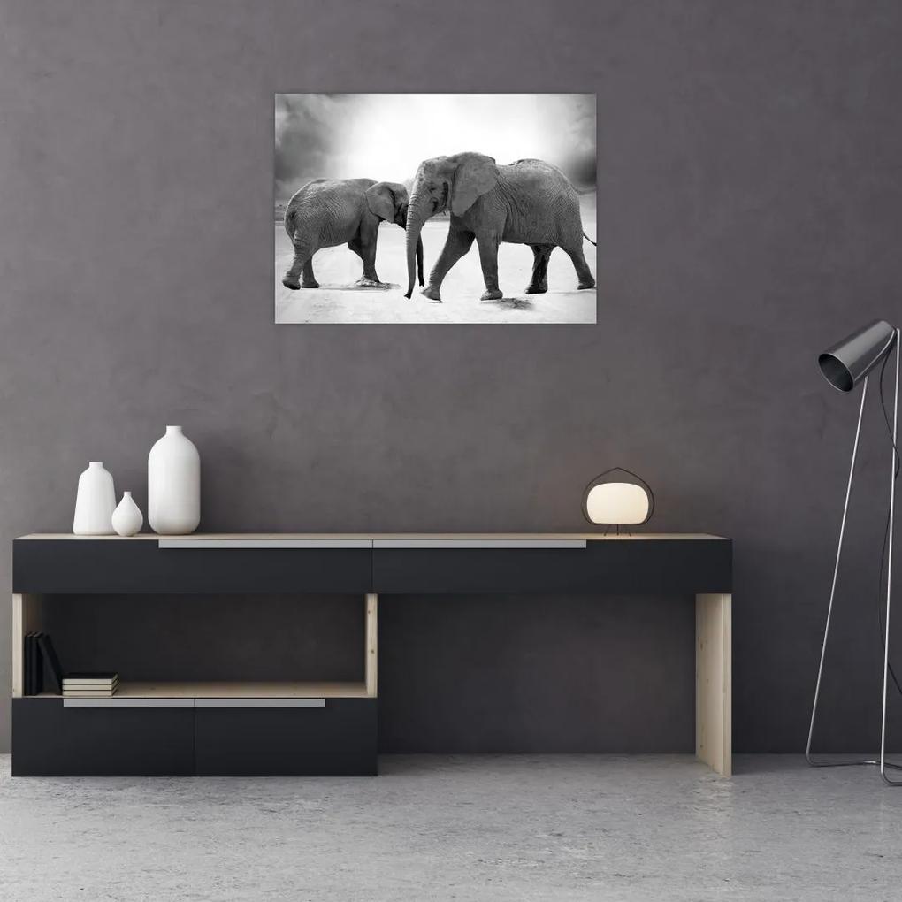 Skleněný obraz slonů (70x50 cm)
