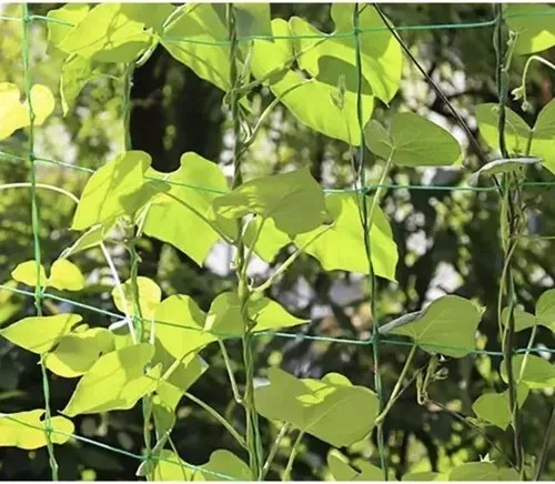 Síťová podpora pro rostliny 2x20 m