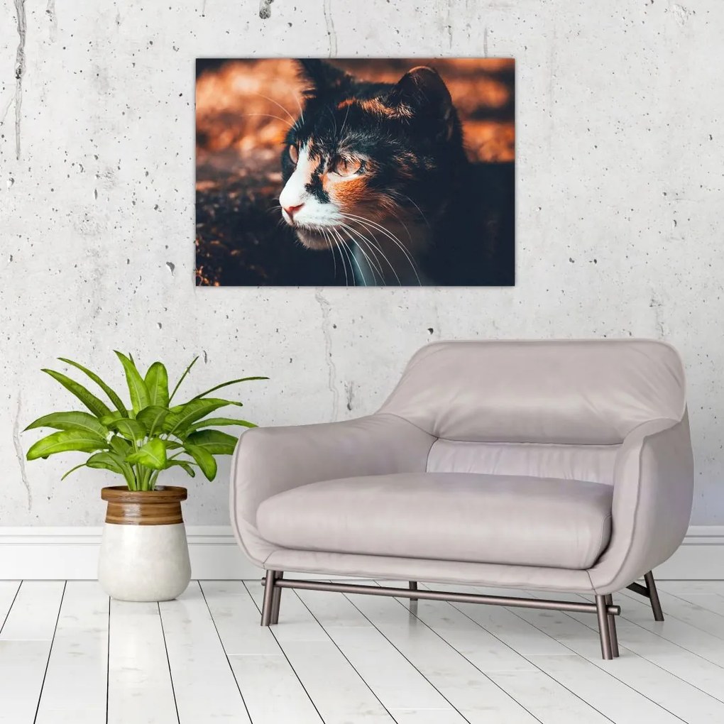 Skleněný obraz - Pohled kočky (70x50 cm)