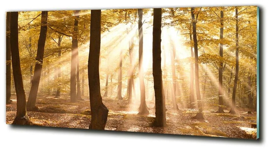 Wallmuralia Fotoobraz na skle Podzimní les 125x50 cm