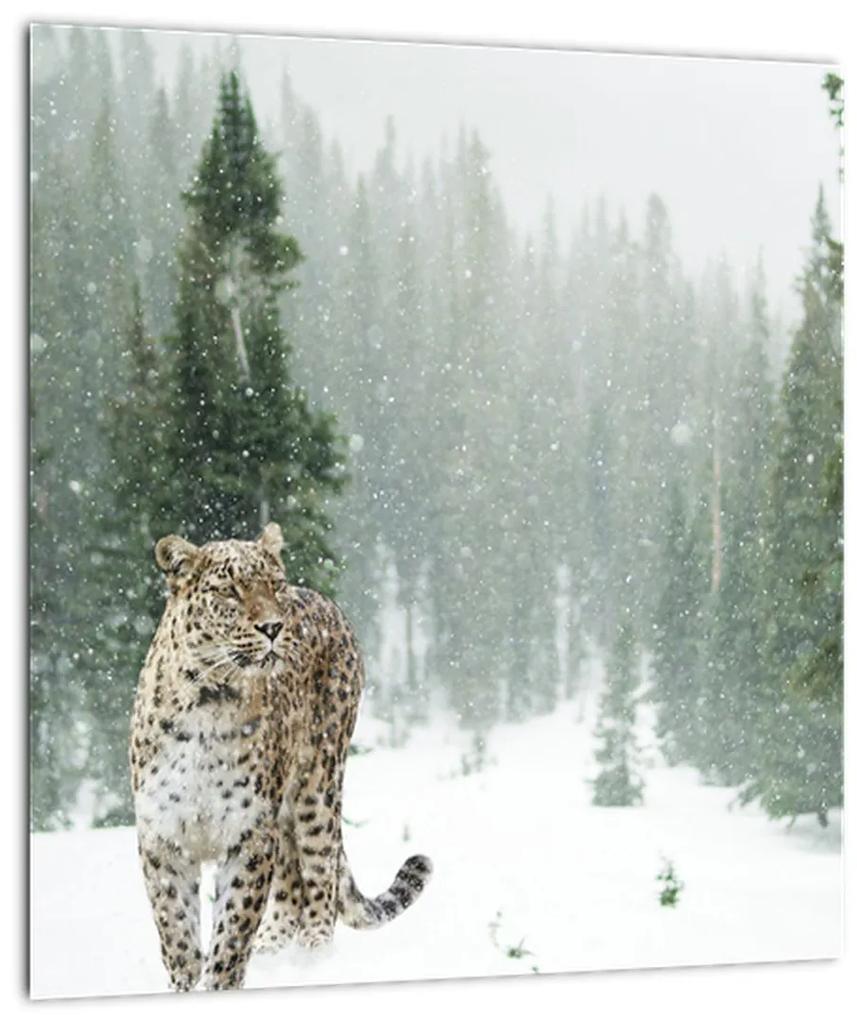 Obraz leoparda ve sněhu (30x30 cm)
