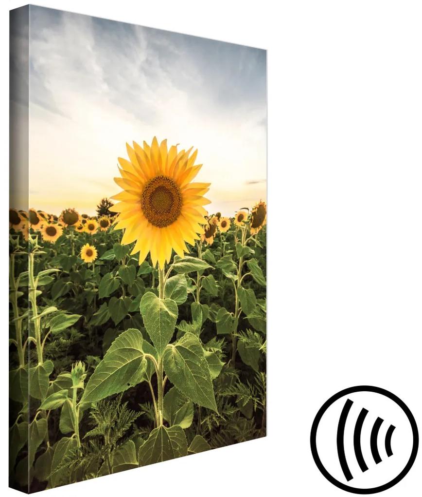 Obraz Pole slunečnic (1-dílný) svislý - Jarní krajina louky se slunečnicemi