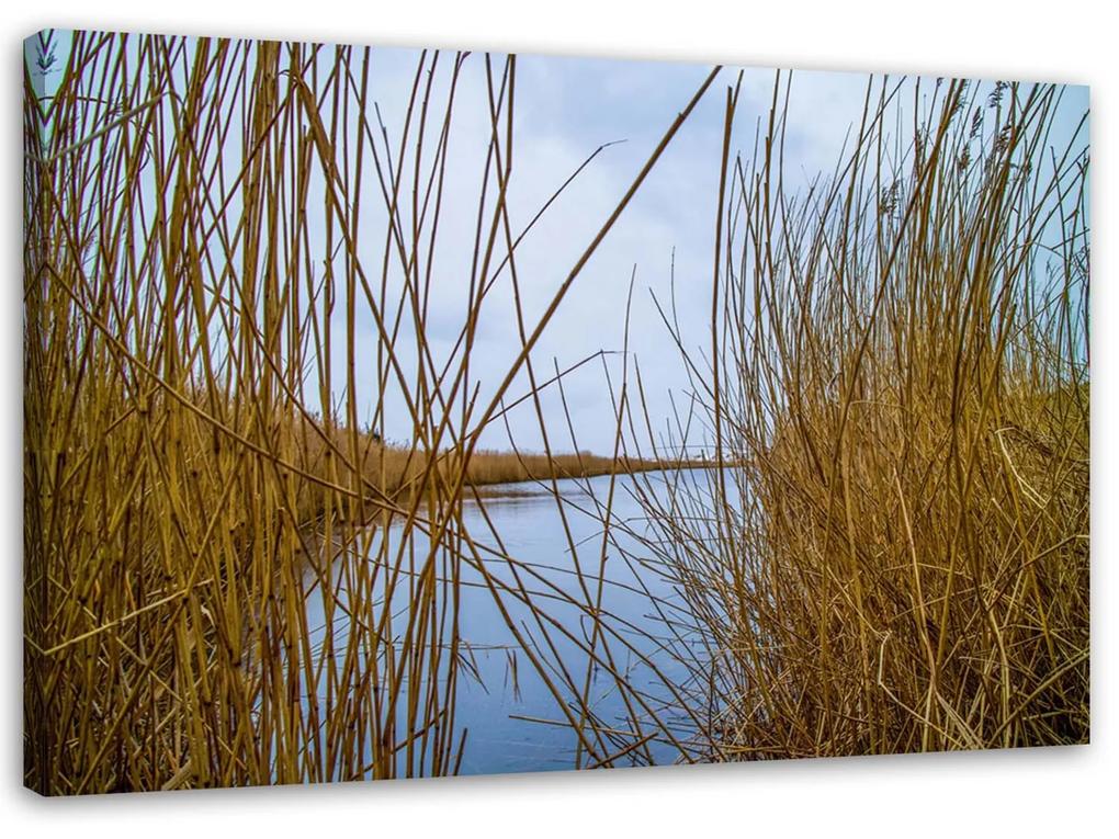 Gario Obraz na plátně Rákosí na jezeře Rozměry: 60 x 40 cm