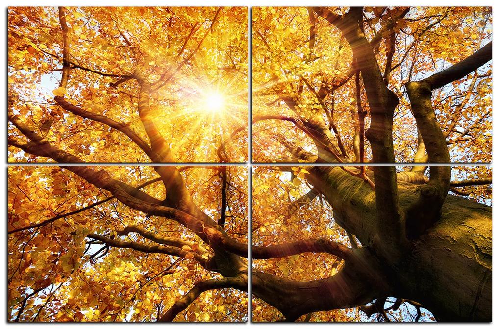 Obraz na plátně - Slunce přes větve stromu 1240E (120x80 cm)