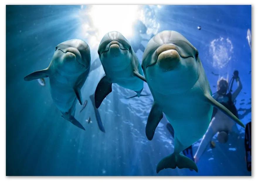 Wallmuralia Foto obraz sklo tvrzené Tři delfíni 100x70 cm