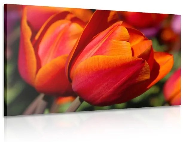 Obraz nádherné tulipány na louce - 60x40 cm