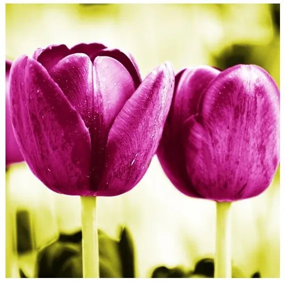 Obraz dvou růžových tulipánů  (50x50 cm), 40 dalších rozměrů