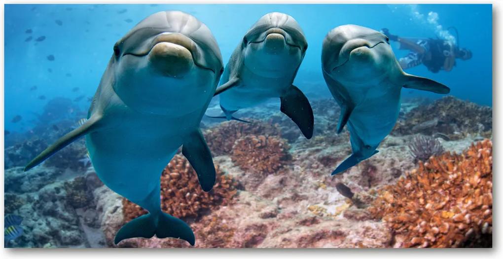 Foto obraz sklo tvrzené Delfíny